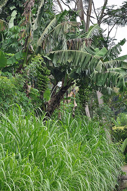 BANANA(Musa paradisiaca) – Ljubušaci
