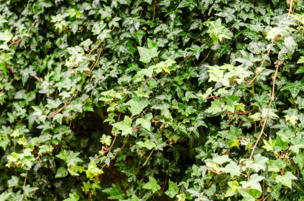 BRŠLJAN (Hedera helix) – Ljubušaci