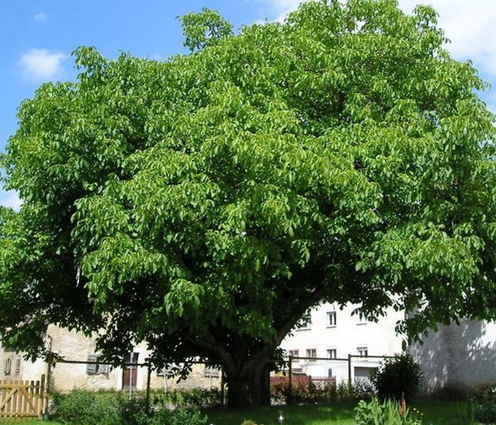 ORAH (Juglans regia) – Ljubušaci