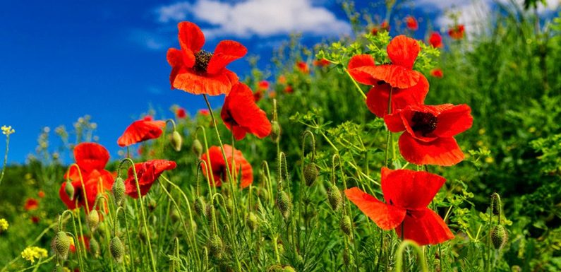 MAK, DIVLJI (Papaver rhoeas) – Ljubušaci