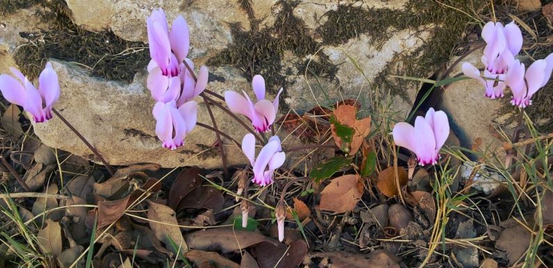 CIKLAMA (Cyclamen europaeum L.) – Ljubušaci