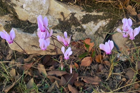 CIKLAMA (Cyclamen europaeum L.) – Ljubušaci