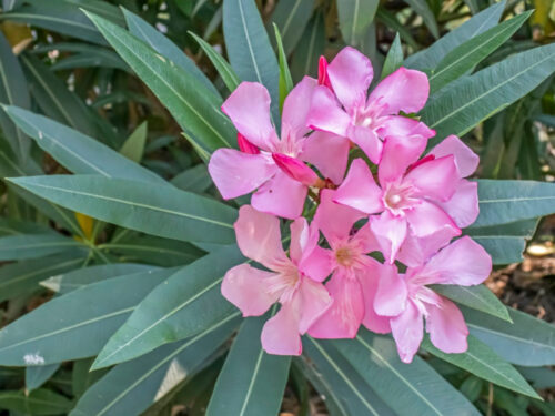 OLEANDER (Nerium oleander L .) – Ljubušaci